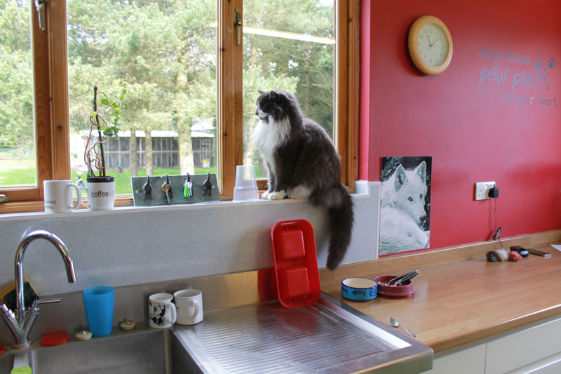 Photo Gallery - Greendale Farm Kennels, Cattery and Hydrotherapy Pool